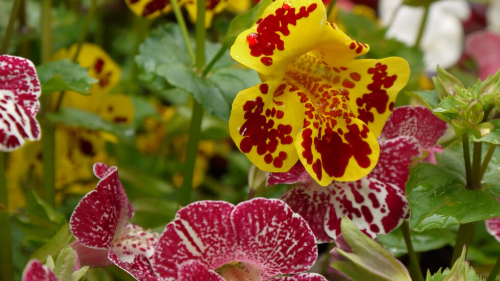 Mimulus - Green Thumb Foodie