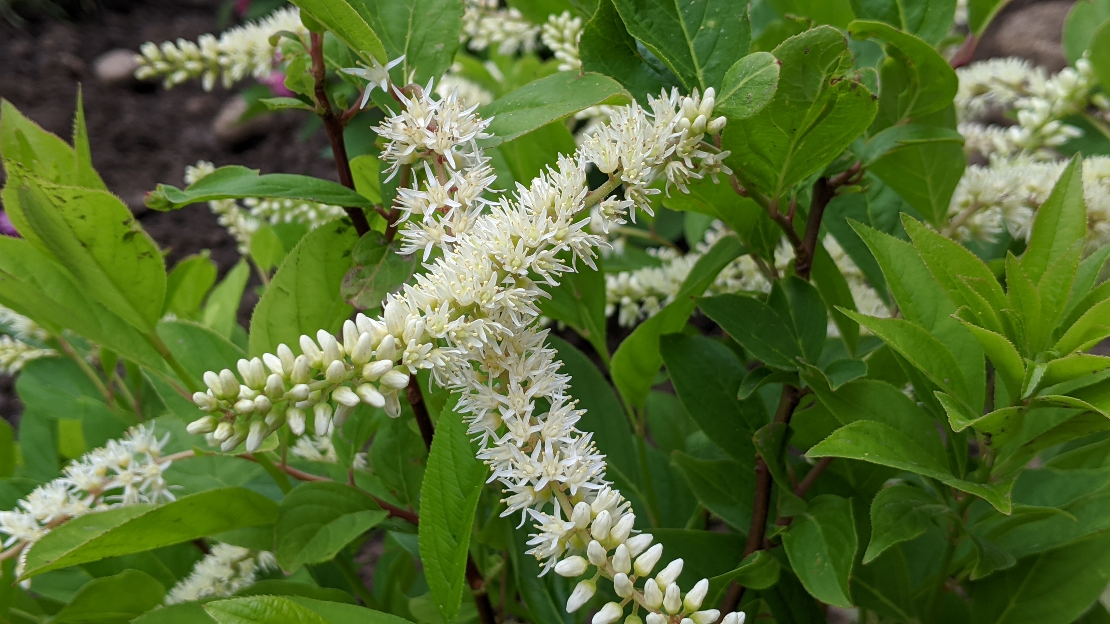 Little Henry Sweetspire - Green Thumb Foodie